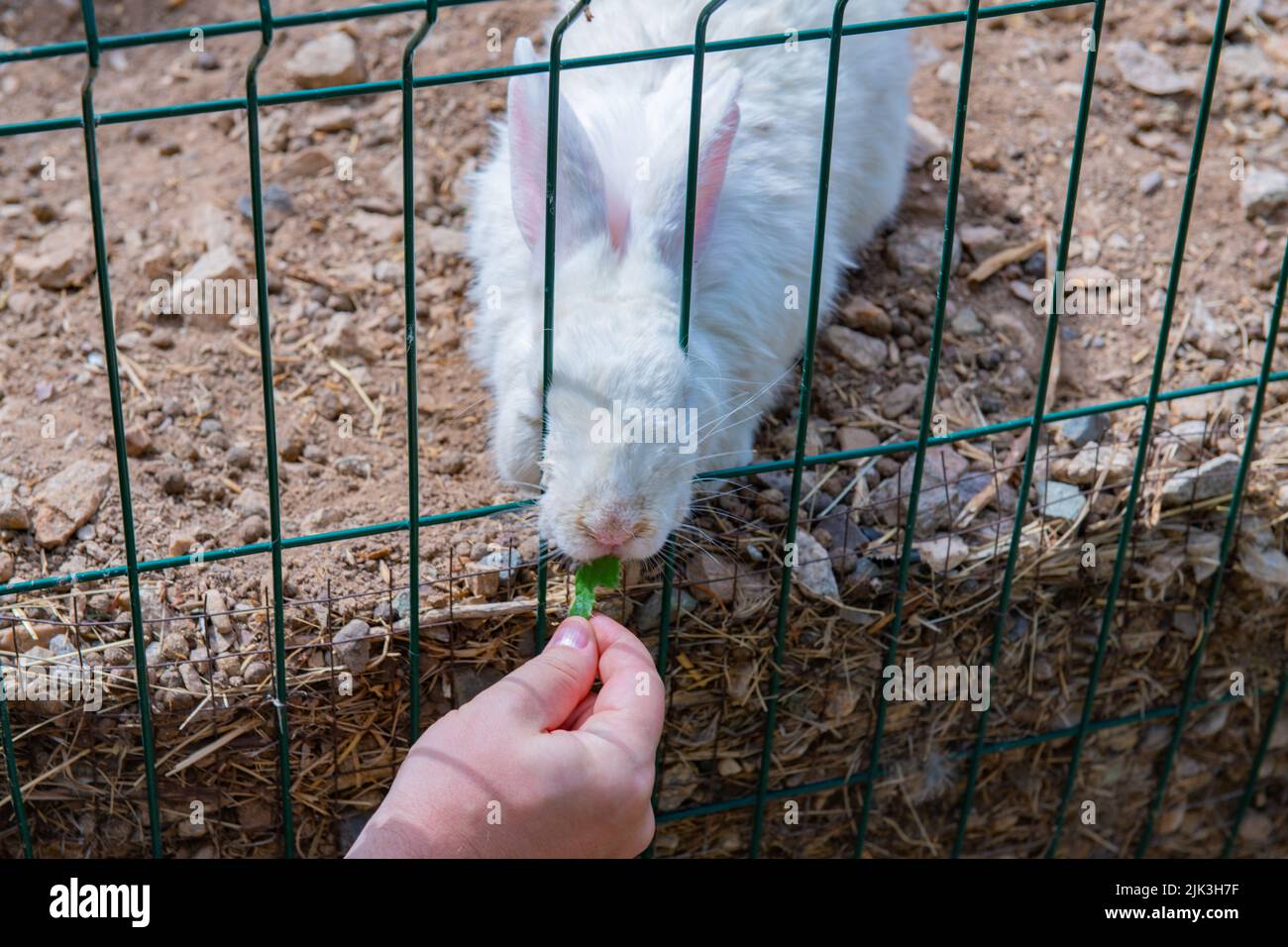 a white rabbit is fed grass through a grate Stock Photo - Alamy
