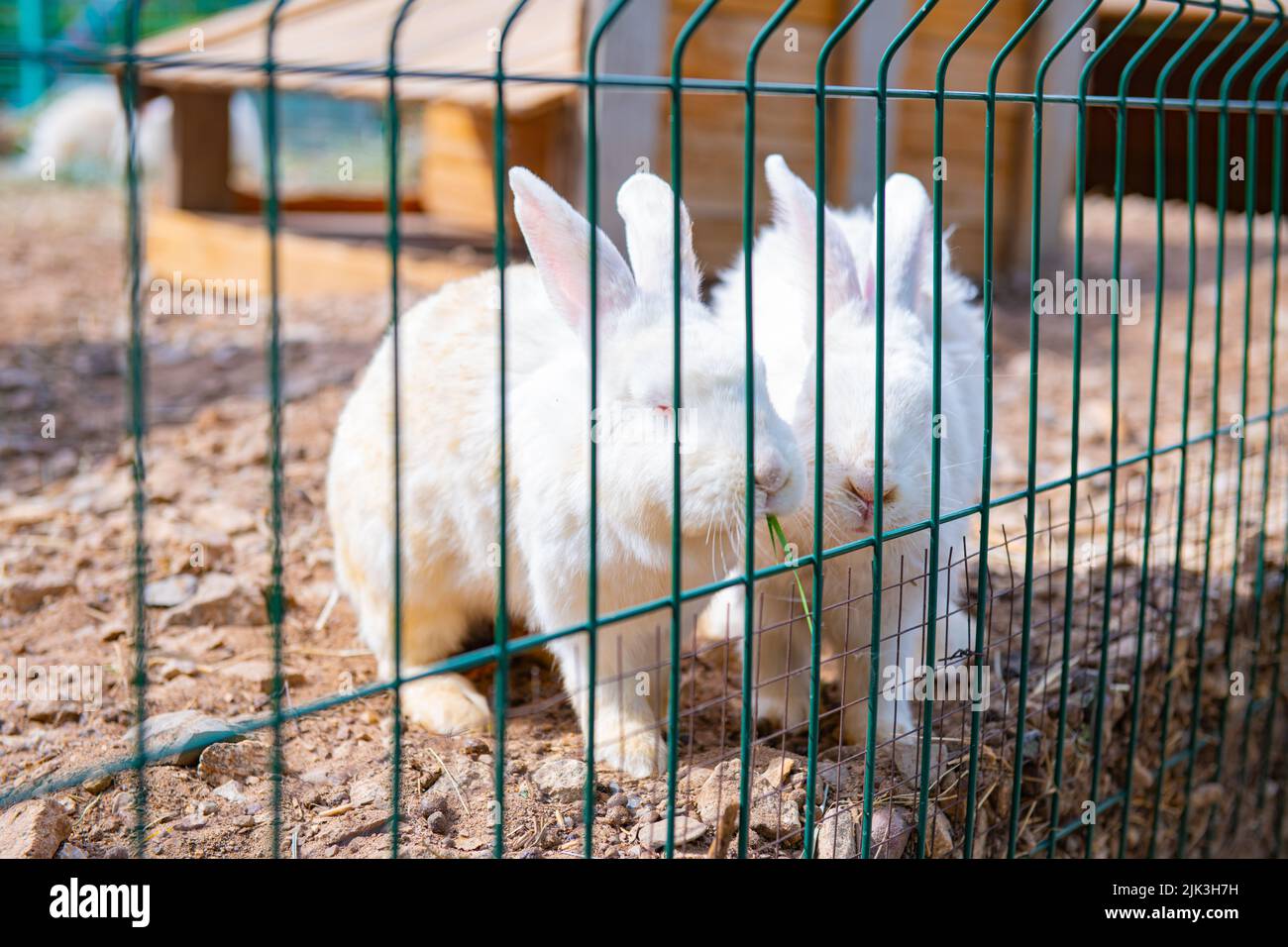 a white rabbit is fed grass through a grate Stock Photo - Alamy