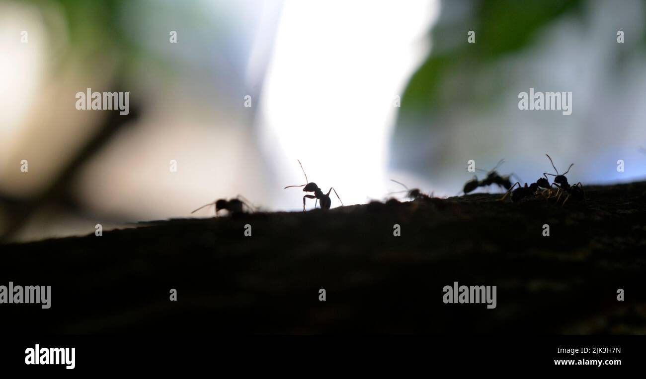 Green ants build bridge hi-res stock photography and images - Alamy