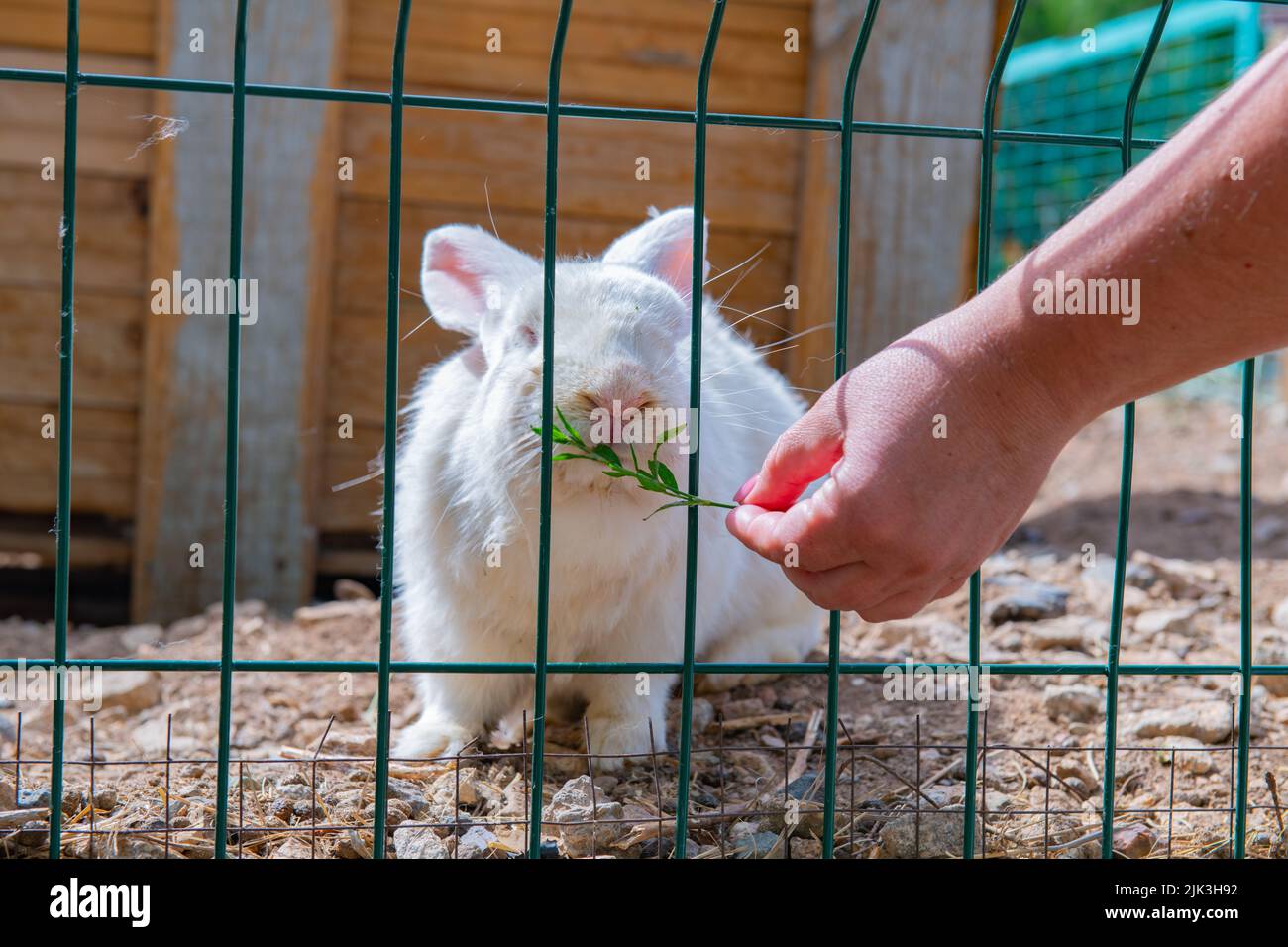 adult white rabbit eats grass through the bars Stock Photo - Alamy
