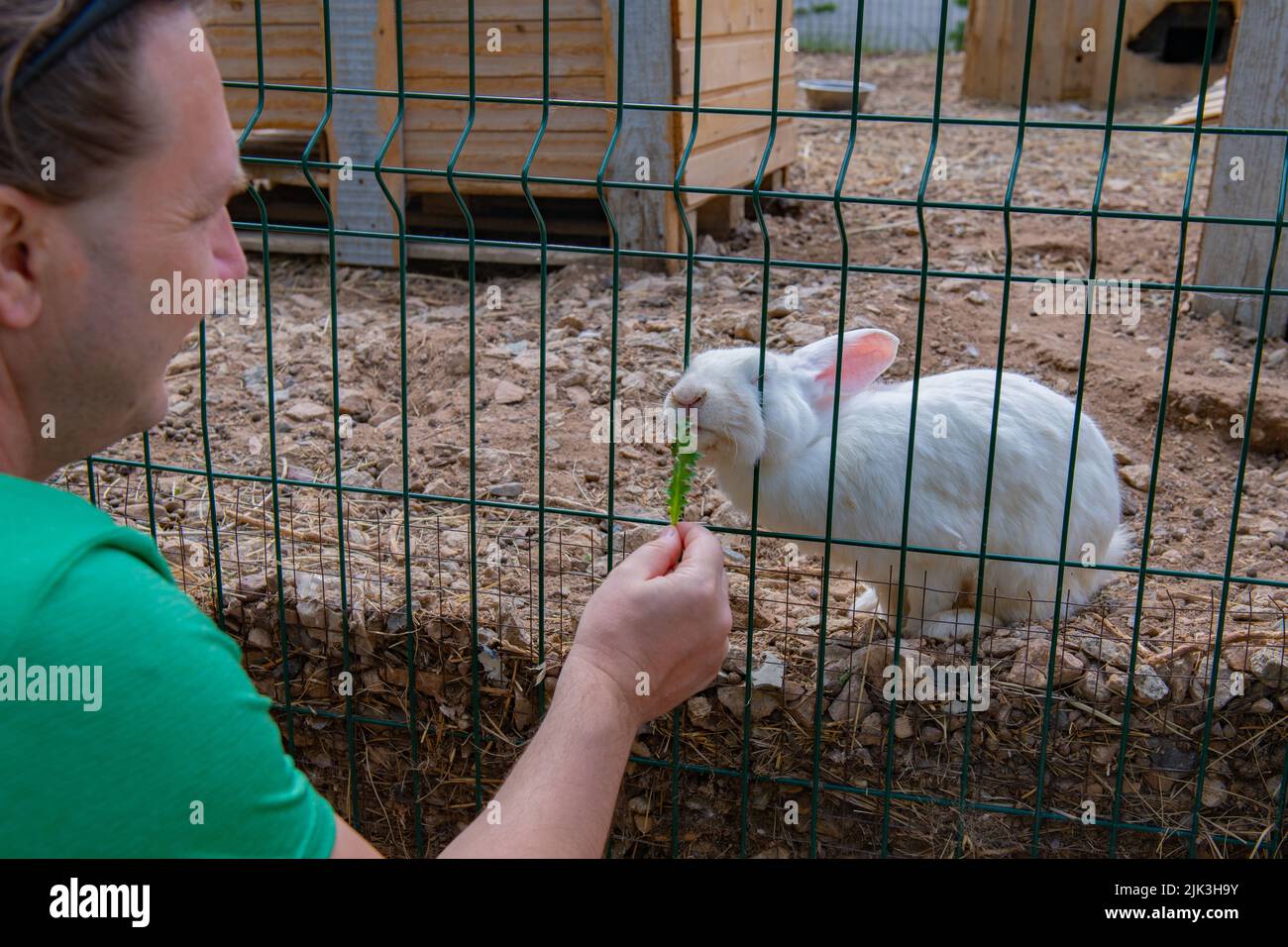 a white rabbit is fed grass through a grate Stock Photo - Alamy