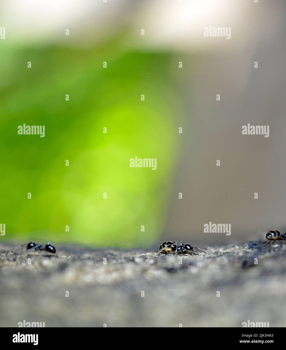 Ants carrying food in close hi-res stock photography and images - Alamy