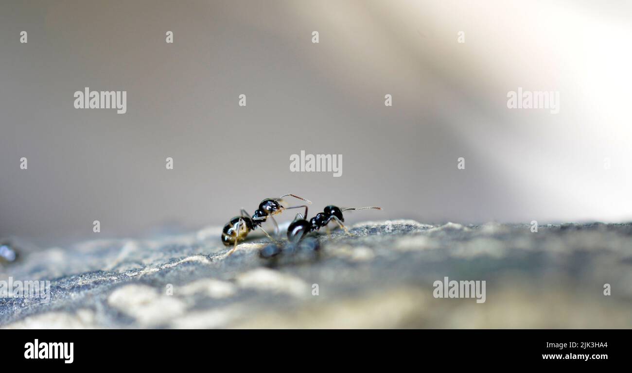 Ants carrying food in close hi-res stock photography and images - Alamy