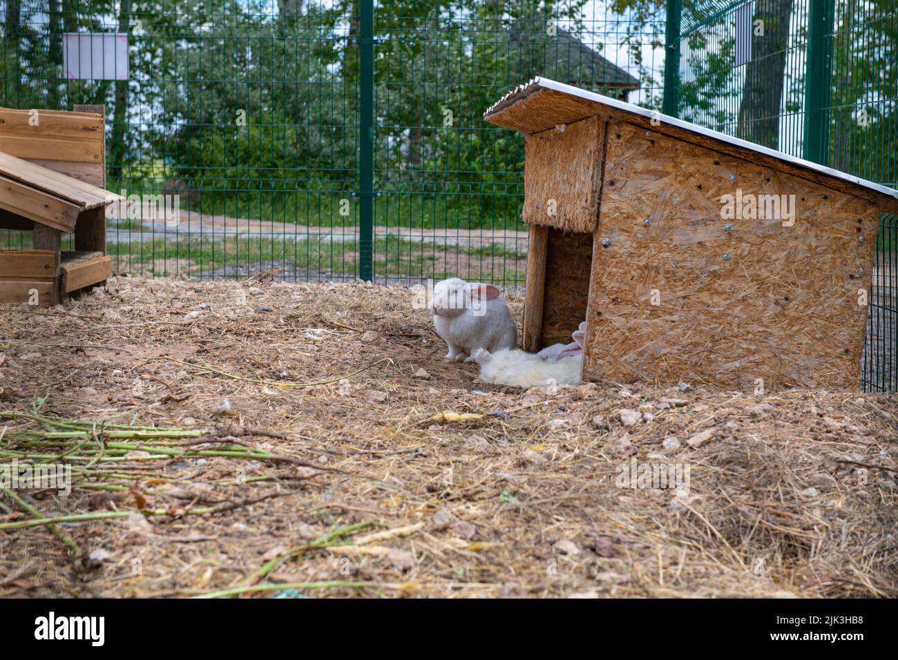 many white and gray rabbits live in a cage Stock Photo - Alamy