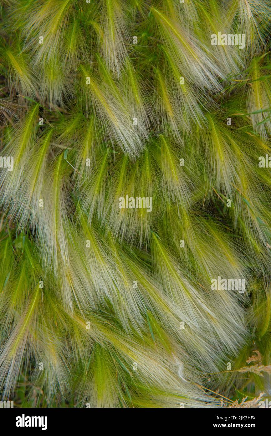 Nature of kazakhstan hi-res stock photography and images - Alamy