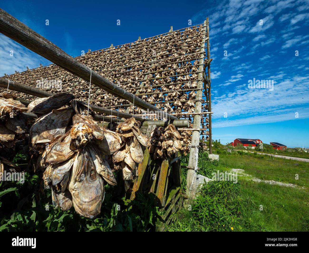 stockfish heads hanging to dry Stock Photo - Alamy