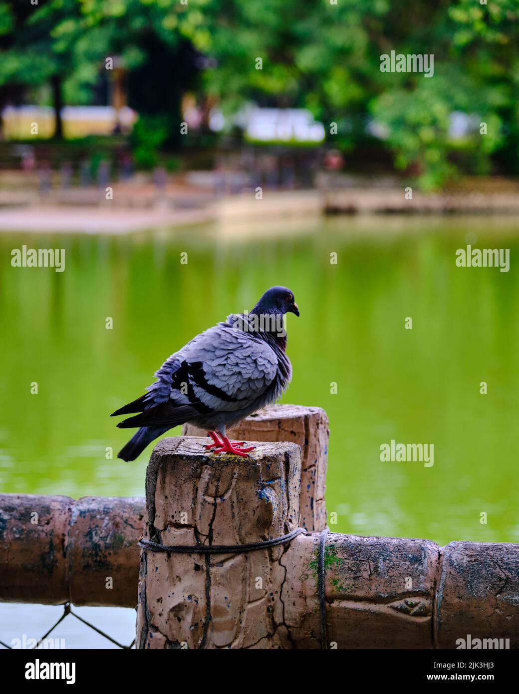 Lake dove hi-res stock photography and images - Alamy