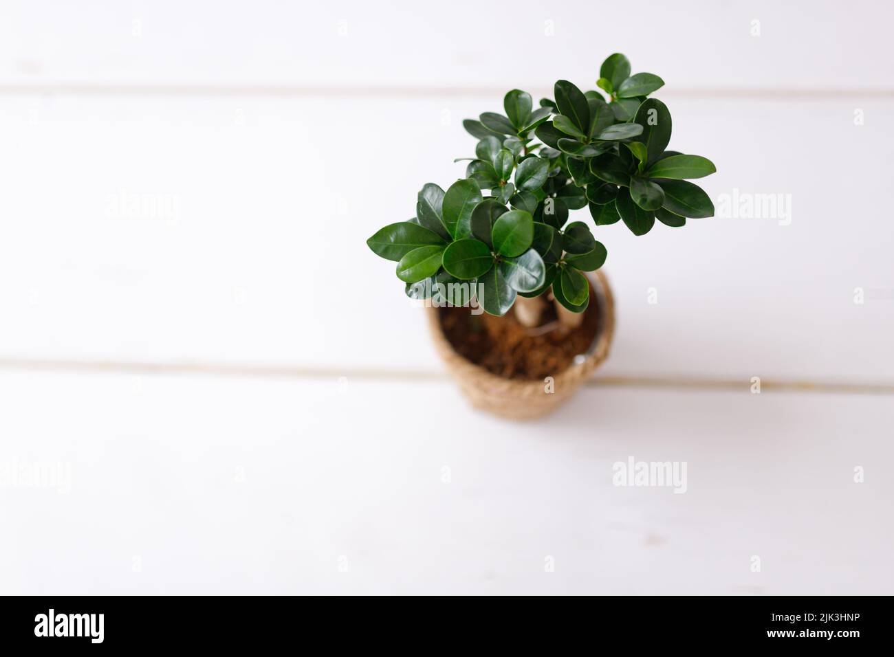Ficus microcarpa japan hi-res stock photography and images - Alamy