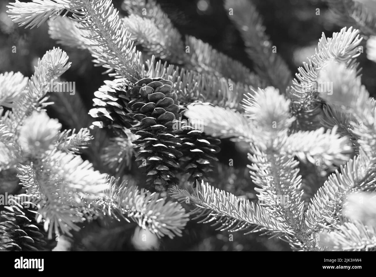 Gorgeous new growth pine needles on a conifer tree branch in black and ...