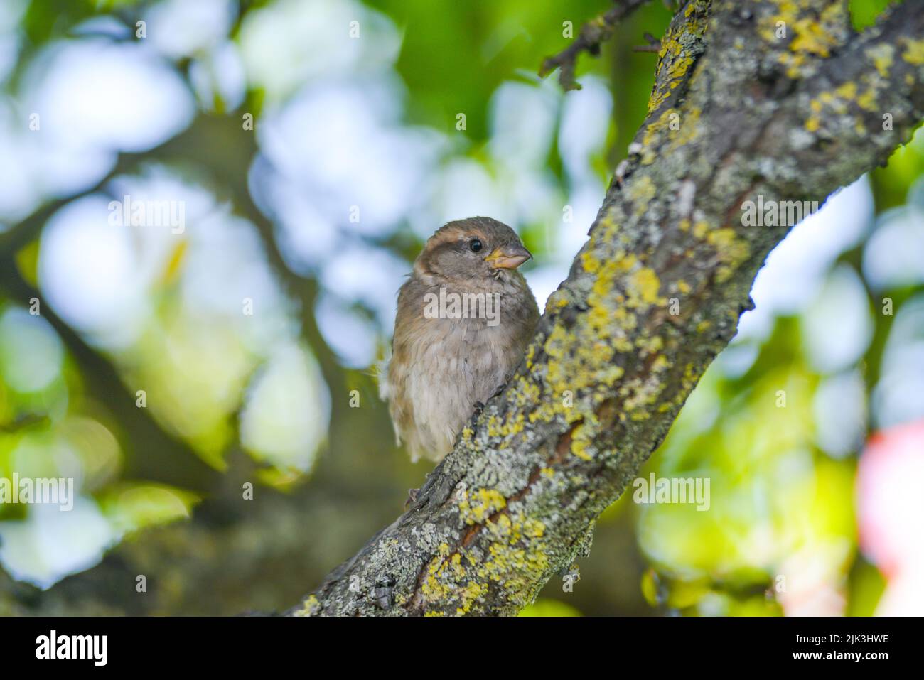 Closeup fauna hi-res stock photography and images - Alamy