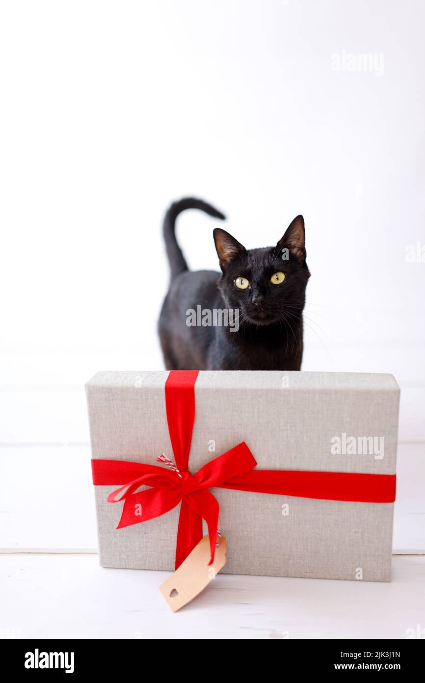 christmas black cat with christmas present Stock Photo - Alamy