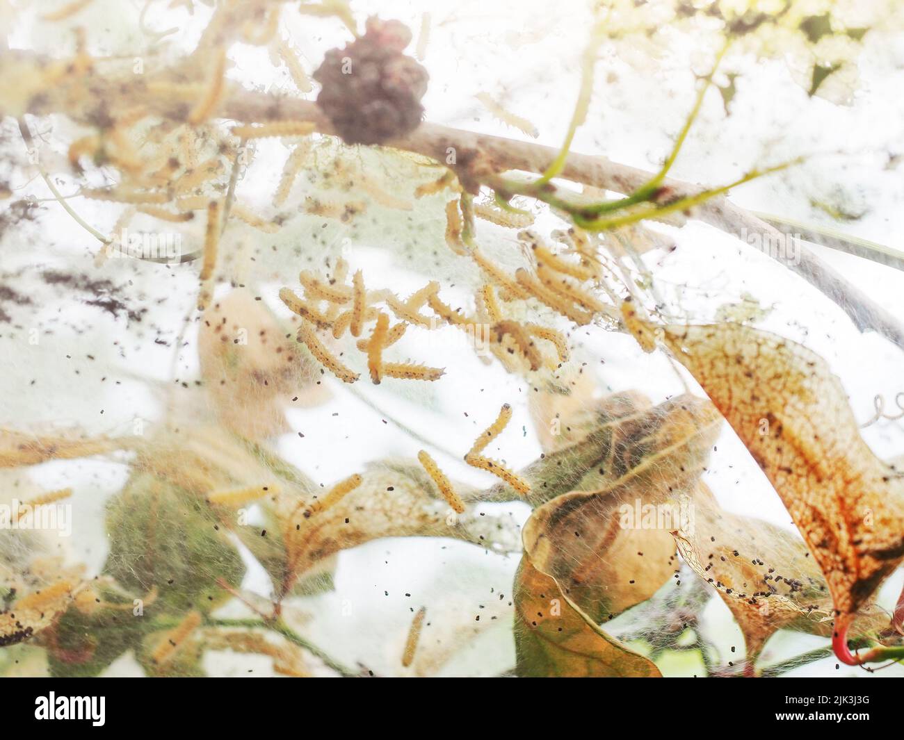 Many caterpillars of the silkworm made a web on the branches of ...