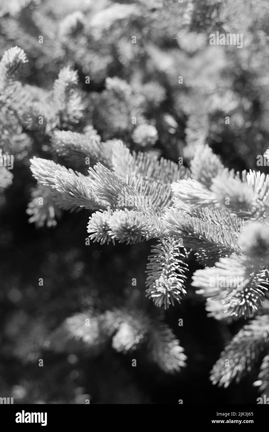 Gorgeous new growth pine needles on a conifer tree branch in black and ...