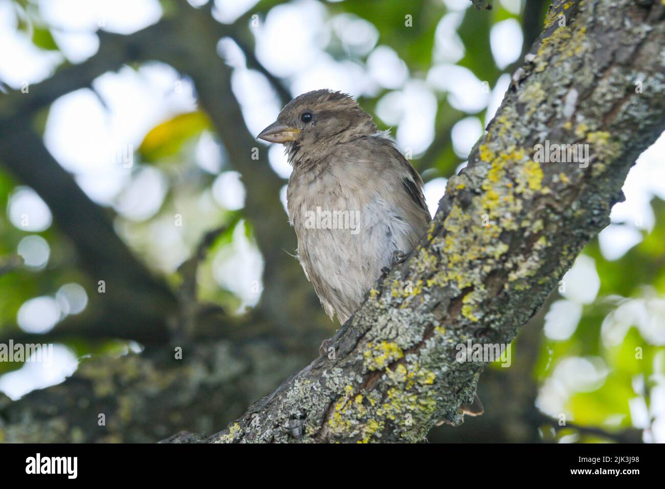 Sparrow close-up perched on a branch with a blur green background in ...