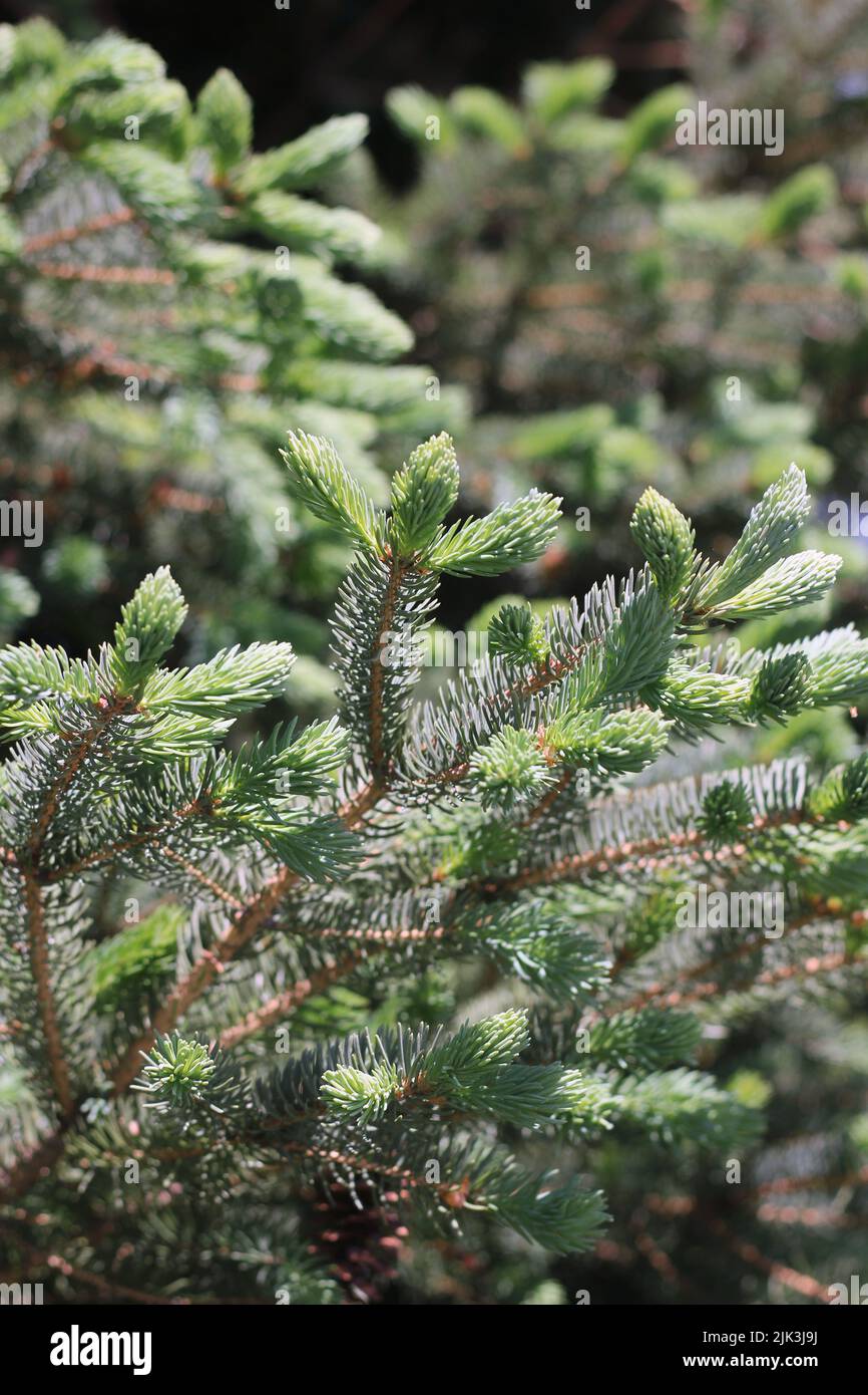 Gorgeous new growth pine needles on a conifer tree branch Stock Photo ...