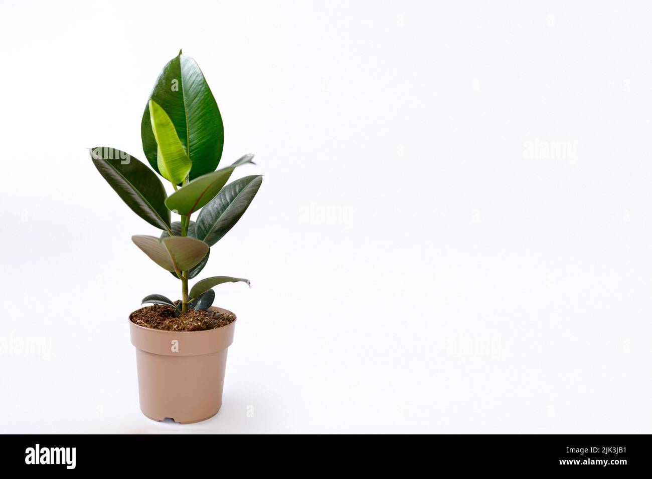 Rubber fig Ficus elastica plant with green leaves by white wall Stock ...