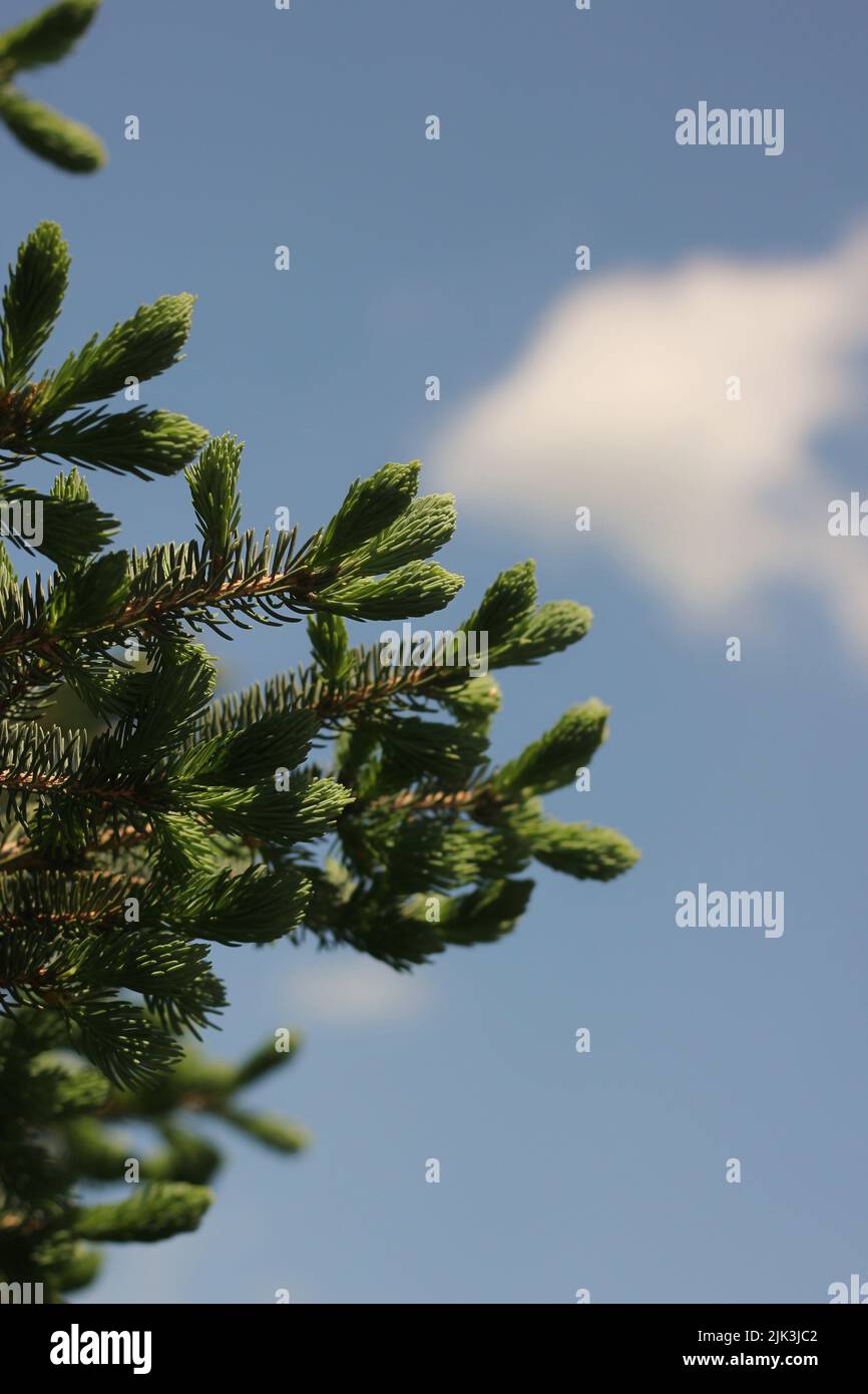 Gorgeous new growth pine needles on a conifer tree branch Stock Photo ...