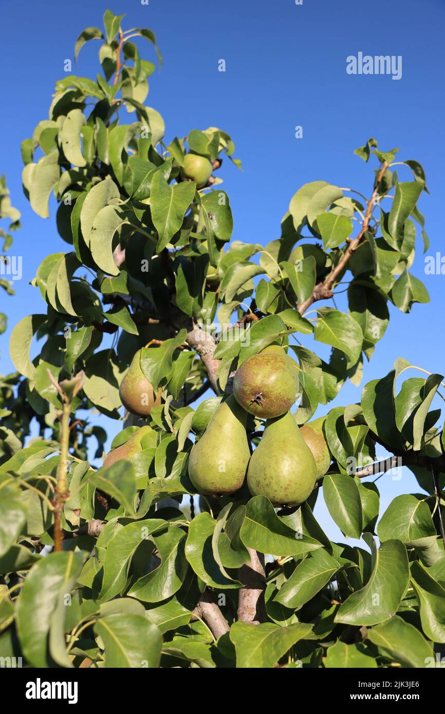 green pear. growing in pear plantage. with scenic view to lake of ...