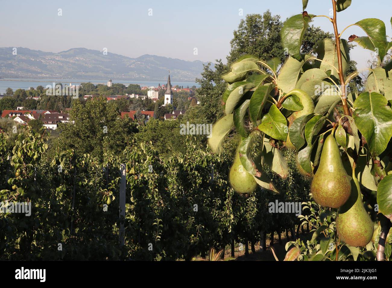 green pear. growing in pear plantage. with scenic view to lake of ...