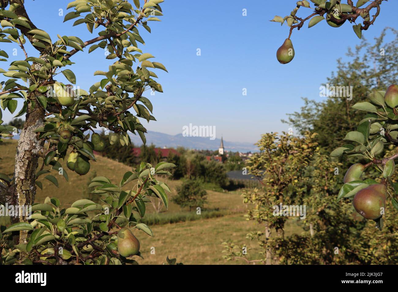 green pear. growing in pear plantage. with scenic view to lake of ...