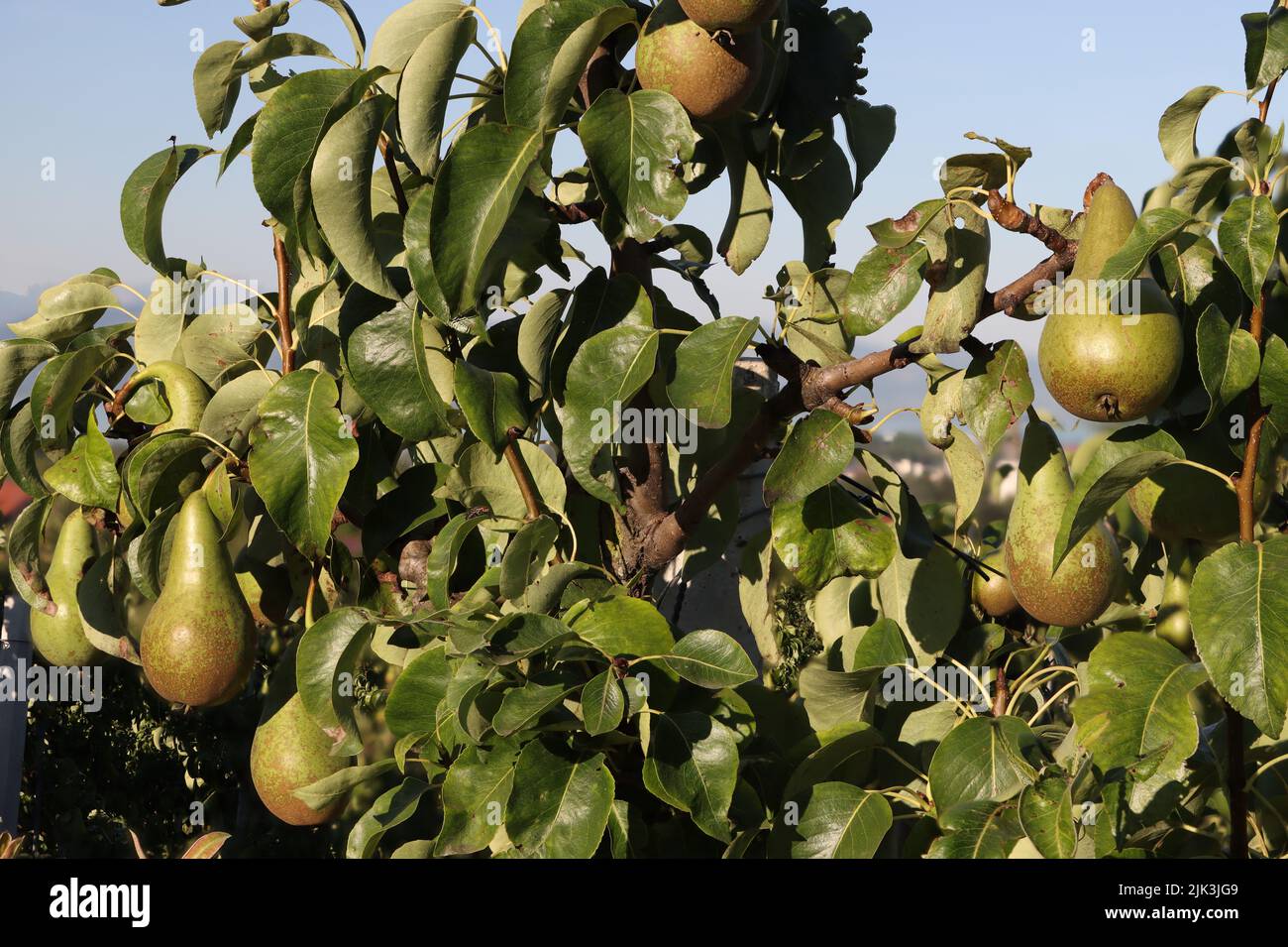 green pear. growing in pear plantage. with scenic view to lake of ...