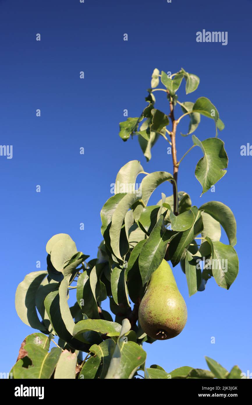 green pear. growing in pear plantage. with scenic view to lake of ...