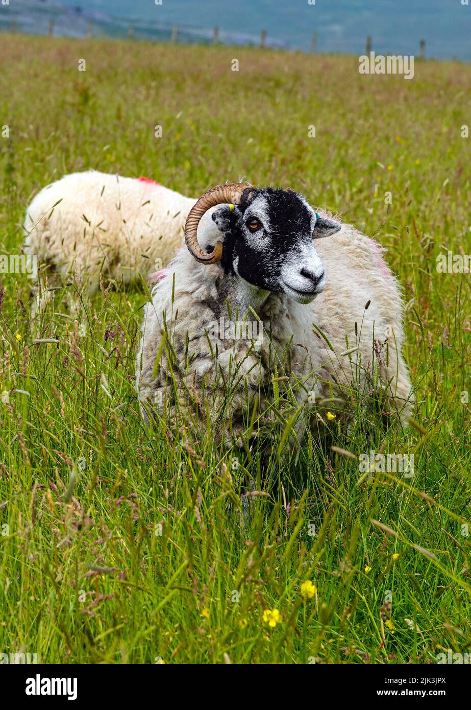 Swaledale sheep in the yorkshire dales hi-res stock photography and ...