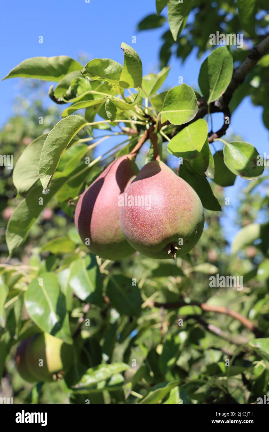 red pear. growing in pear plantage. with scenic view to lake of ...