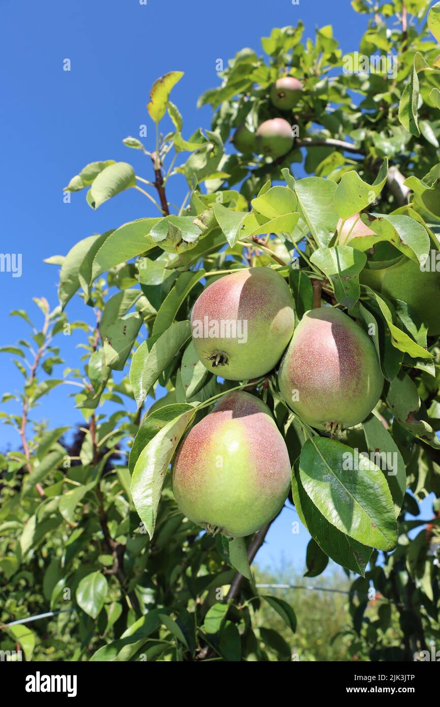 red pear. growing in pear plantage. with scenic view to lake of ...