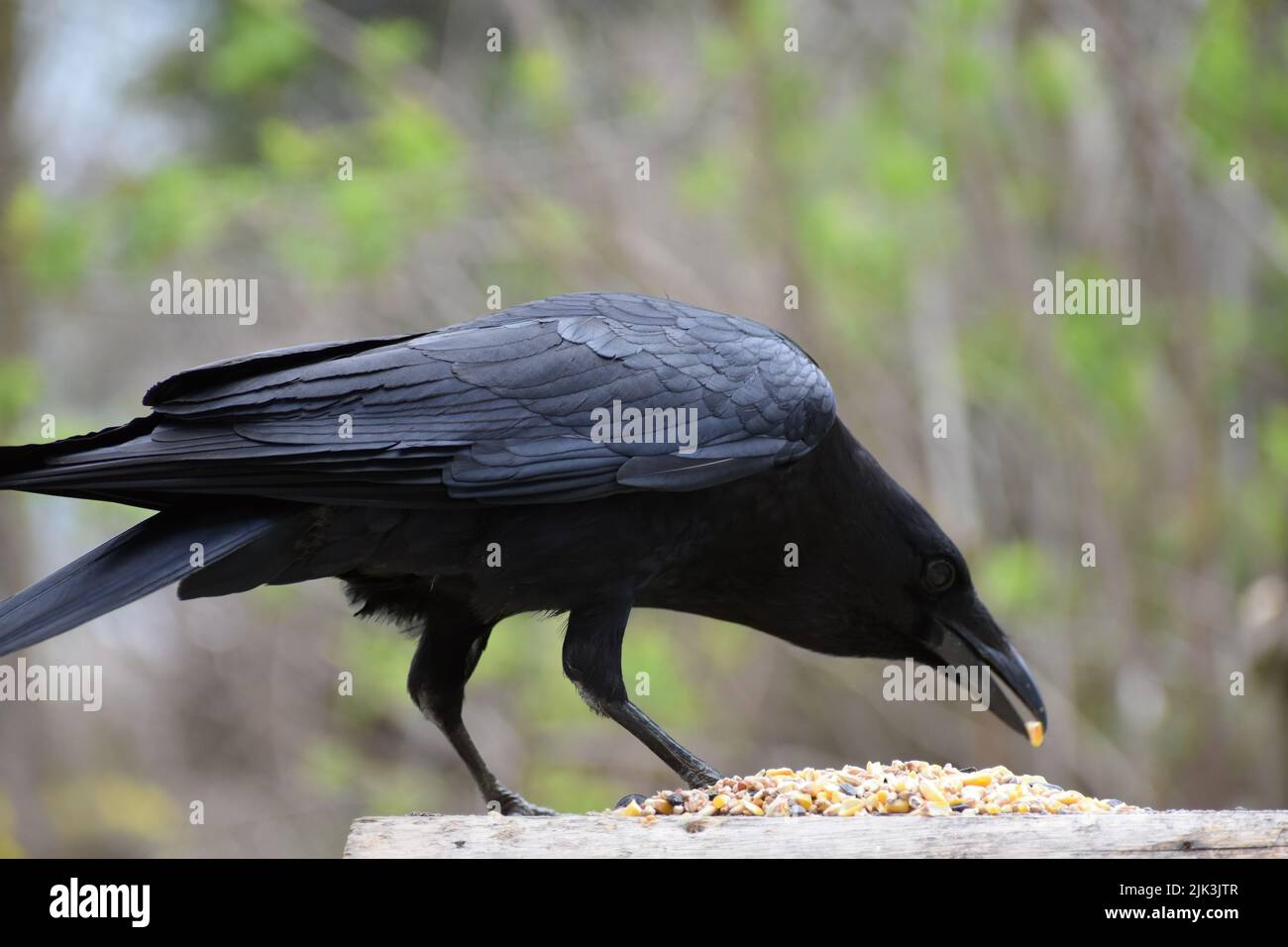 A crow at the feeder, Sainte-Apolline, Quebec, Canada Stock Photo - Alamy