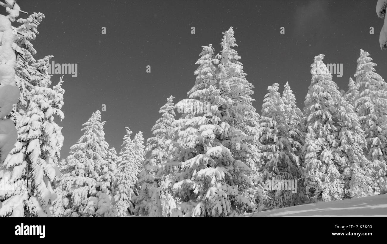 Forest in mountains covered snow Black and White Stock Photos & Images ...