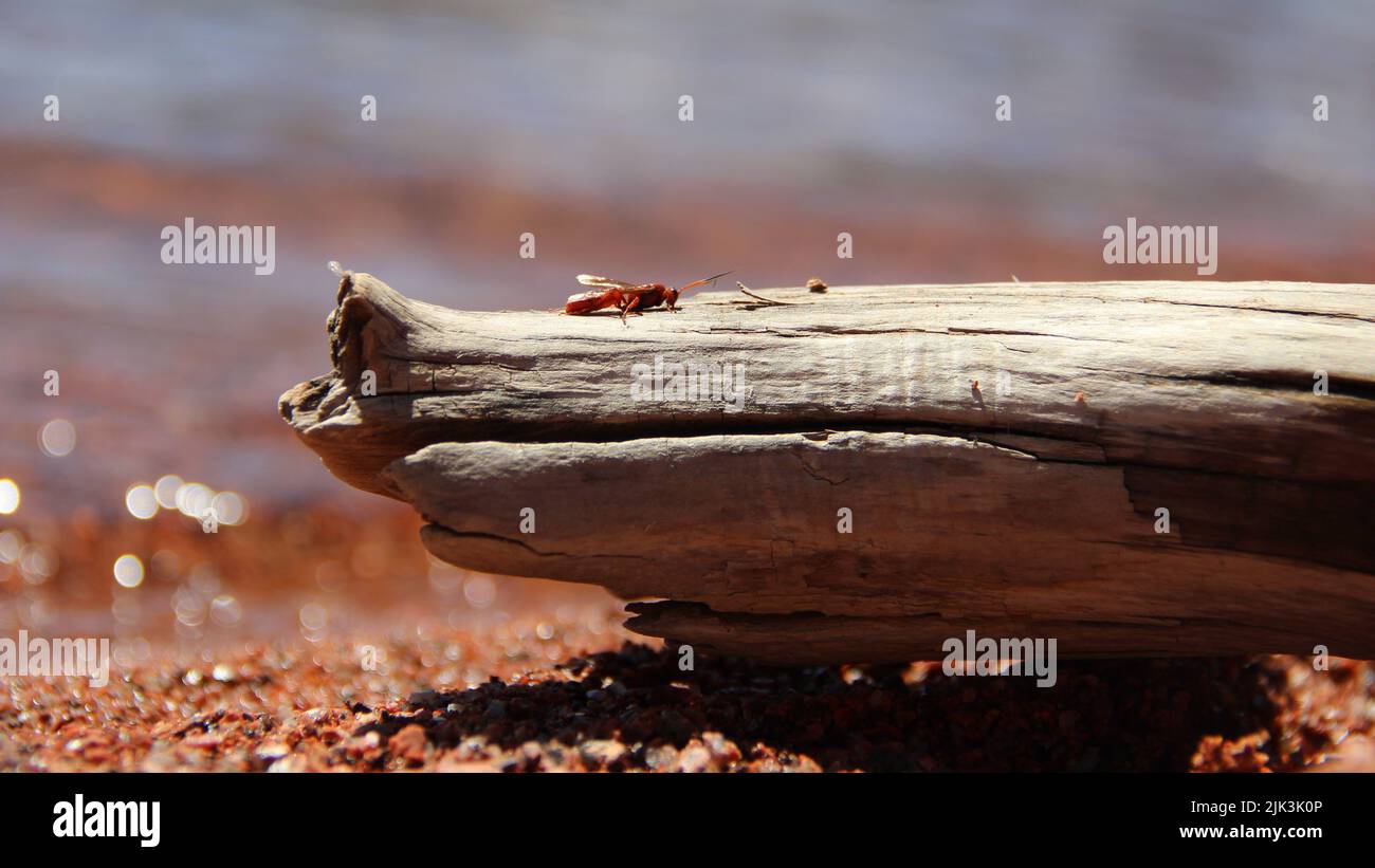 Close up of harvester ant on a tree stump at a lake Stock Photo - Alamy
