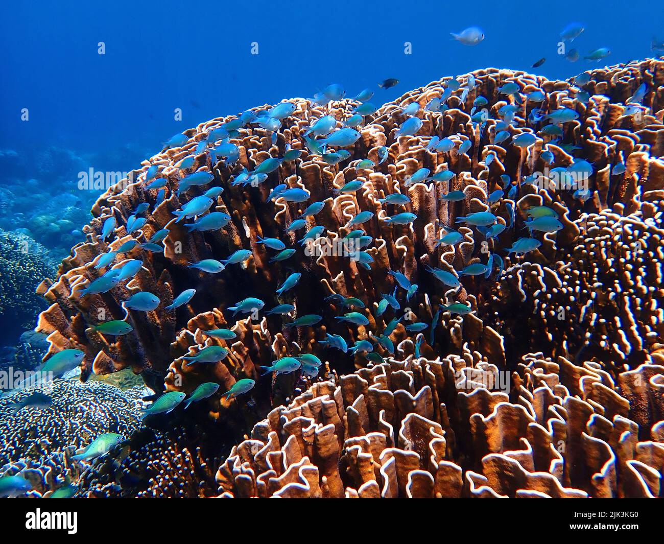 Indonesia Sumbawa - Colorful coral reef with tropical fish Stock Photo ...