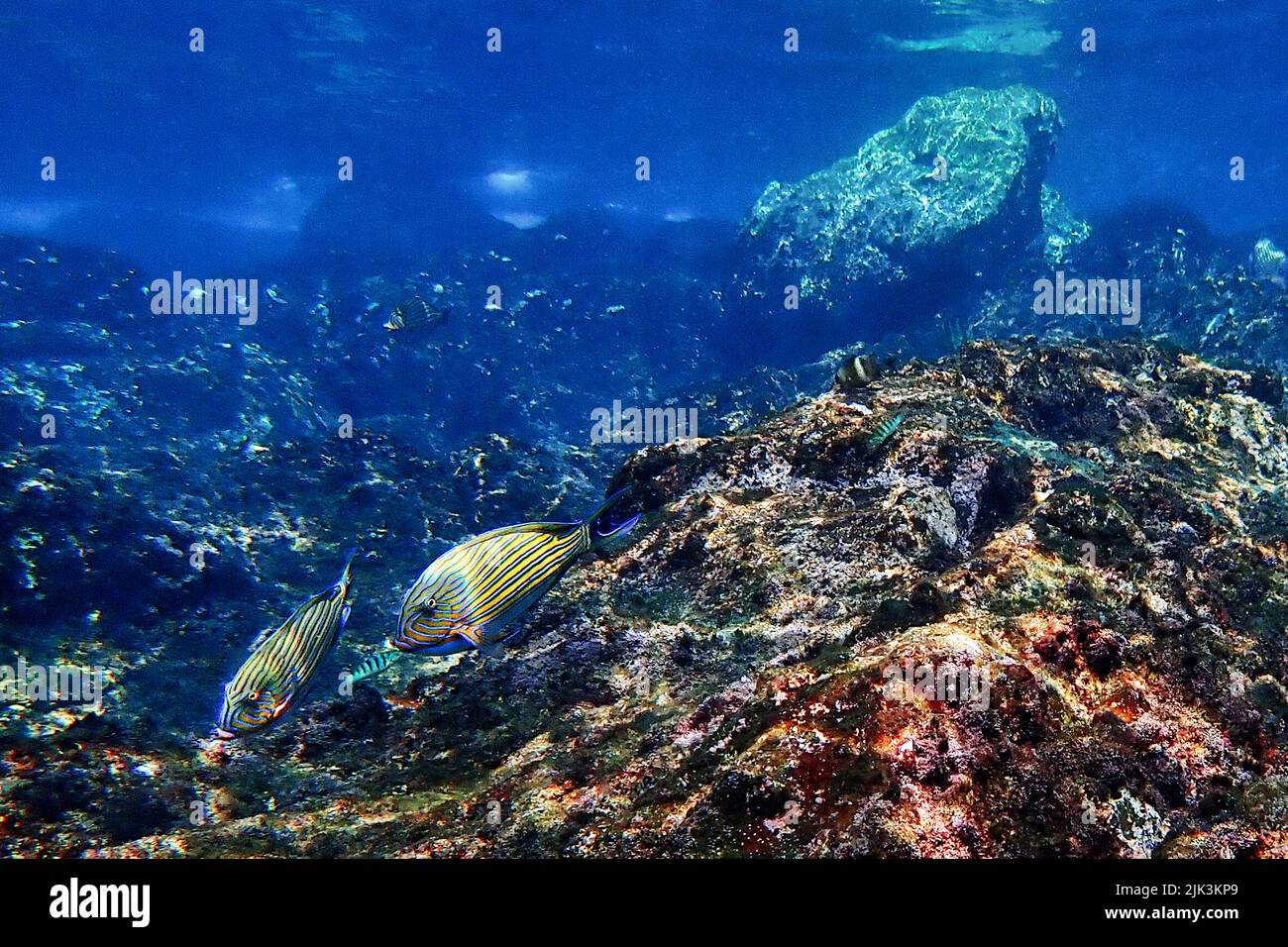 Indonesia Sumbawa - Colorful coral reef with tropical fish Stock Photo ...