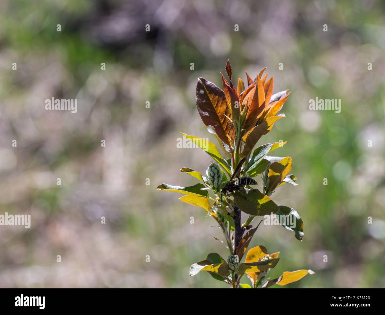 Close-up of a wasp resting on the branch of a common chokecherry tree ...