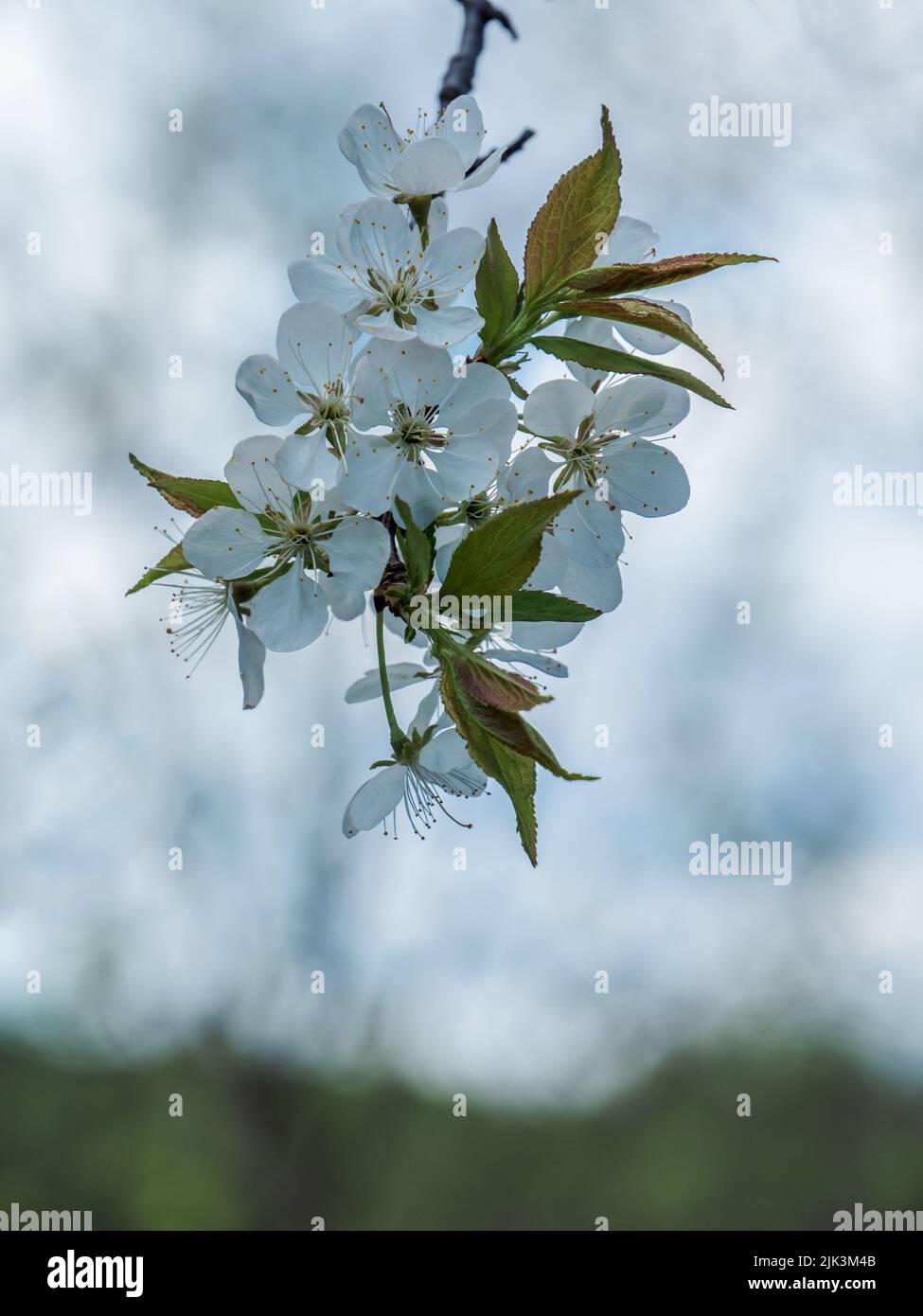 American plum tree hi-res stock photography and images - Alamy