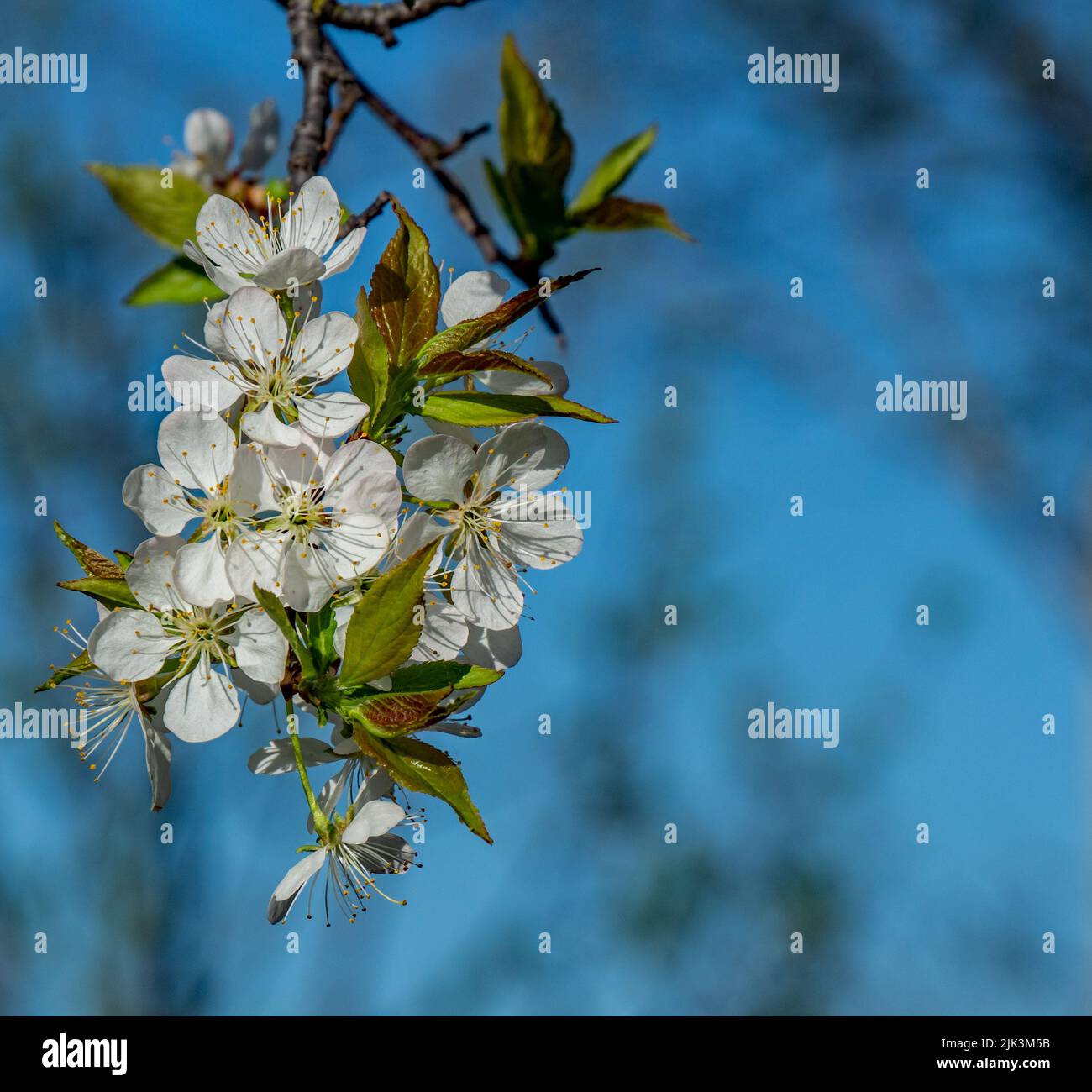 Close-up of the white flower blossoms on an american wild plum tree ...