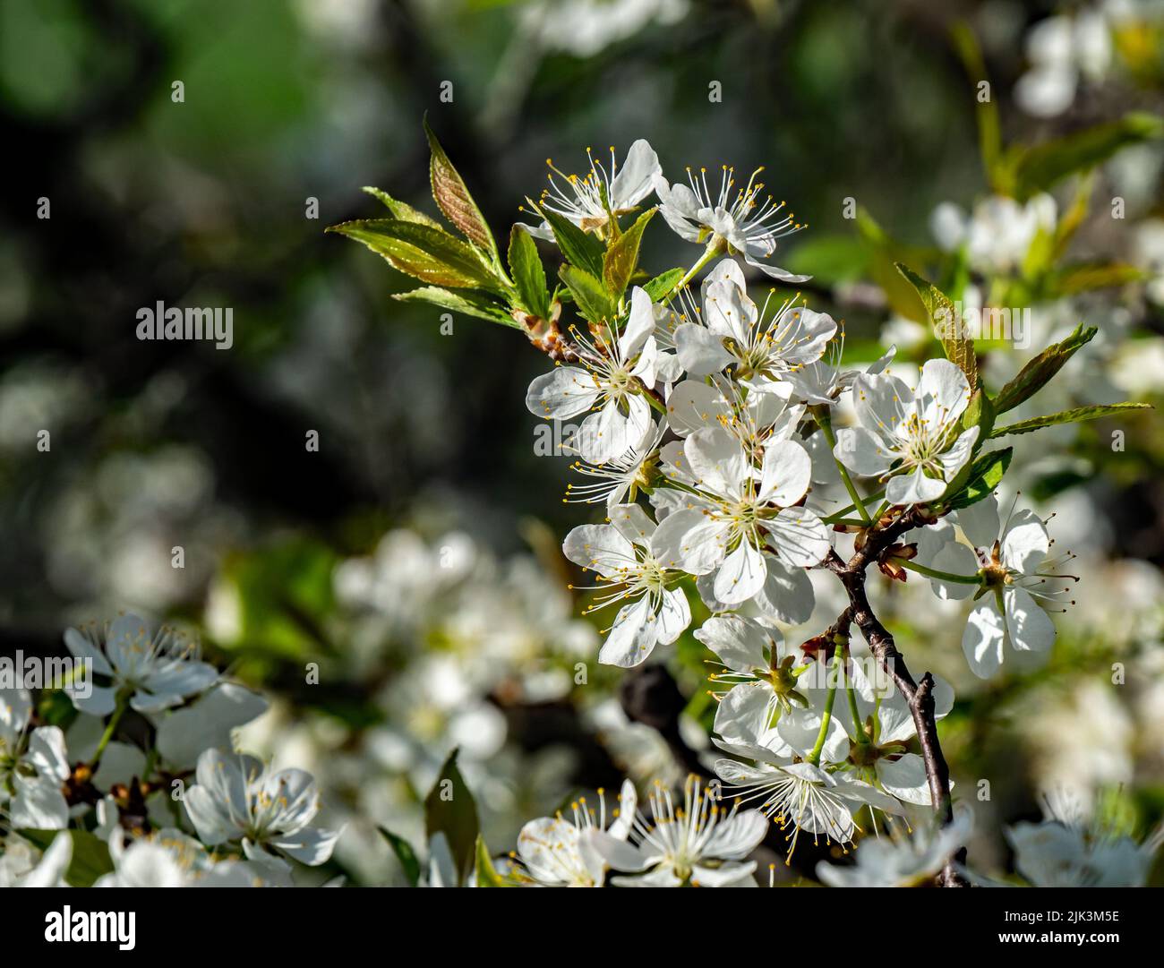 American plum tree hi-res stock photography and images - Alamy