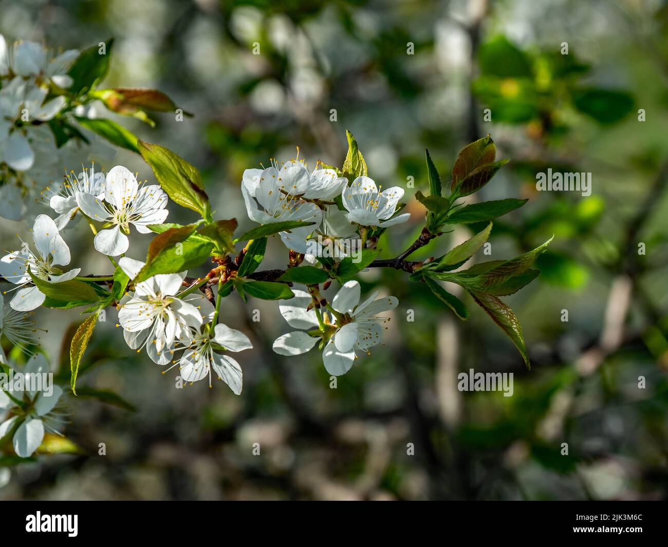 American plum tree hi-res stock photography and images - Alamy
