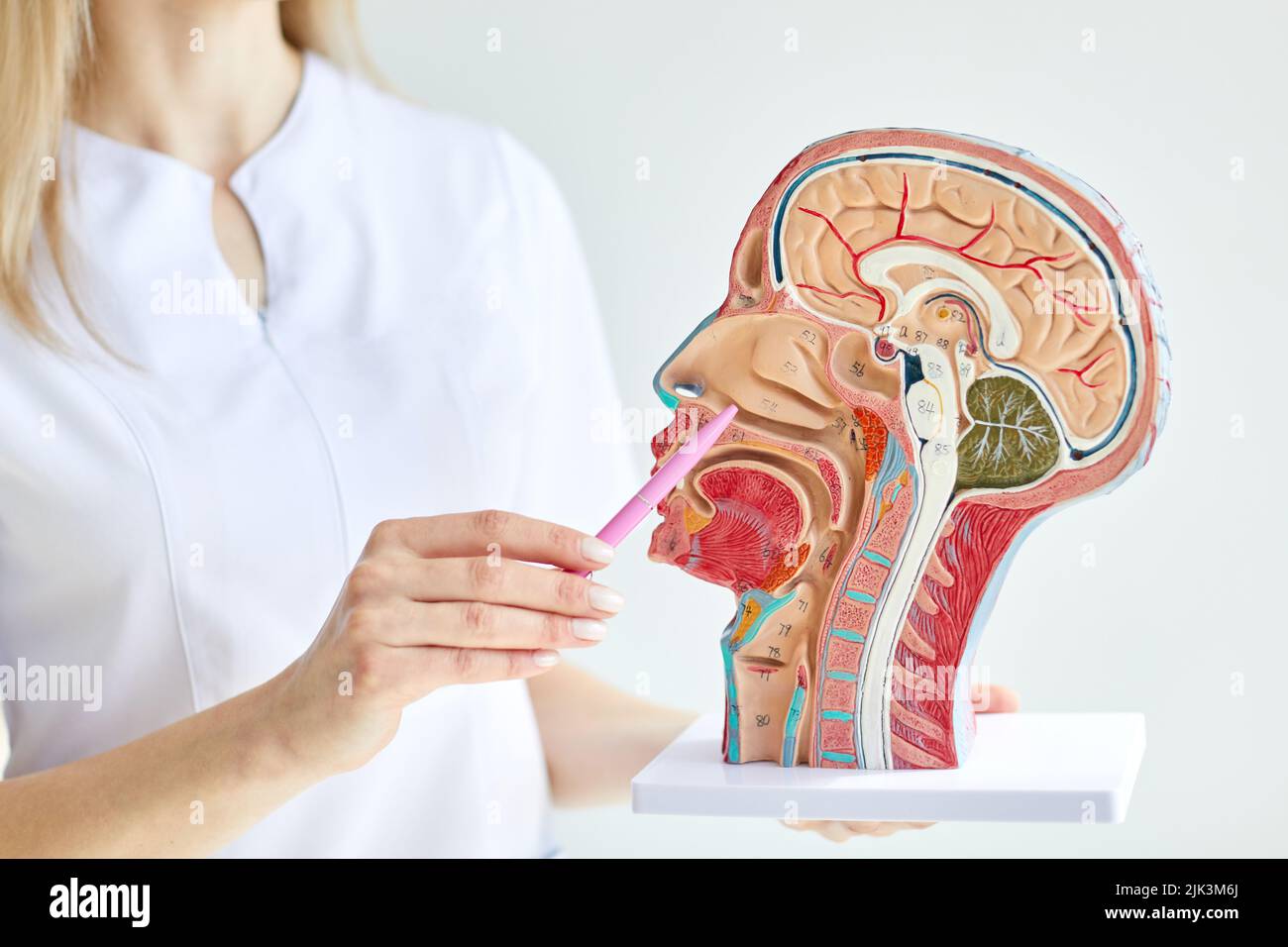 ENT doctor using throat anatomical model to analyzing patient ear, nose ...