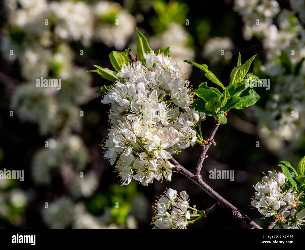 Plum forest hi-res stock photography and images - Alamy