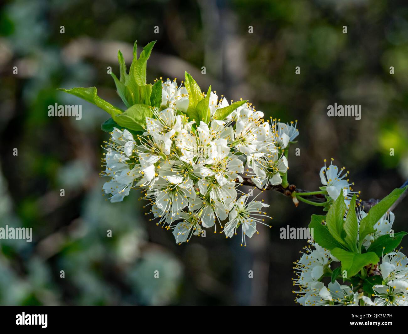 Plum forest hi-res stock photography and images - Alamy