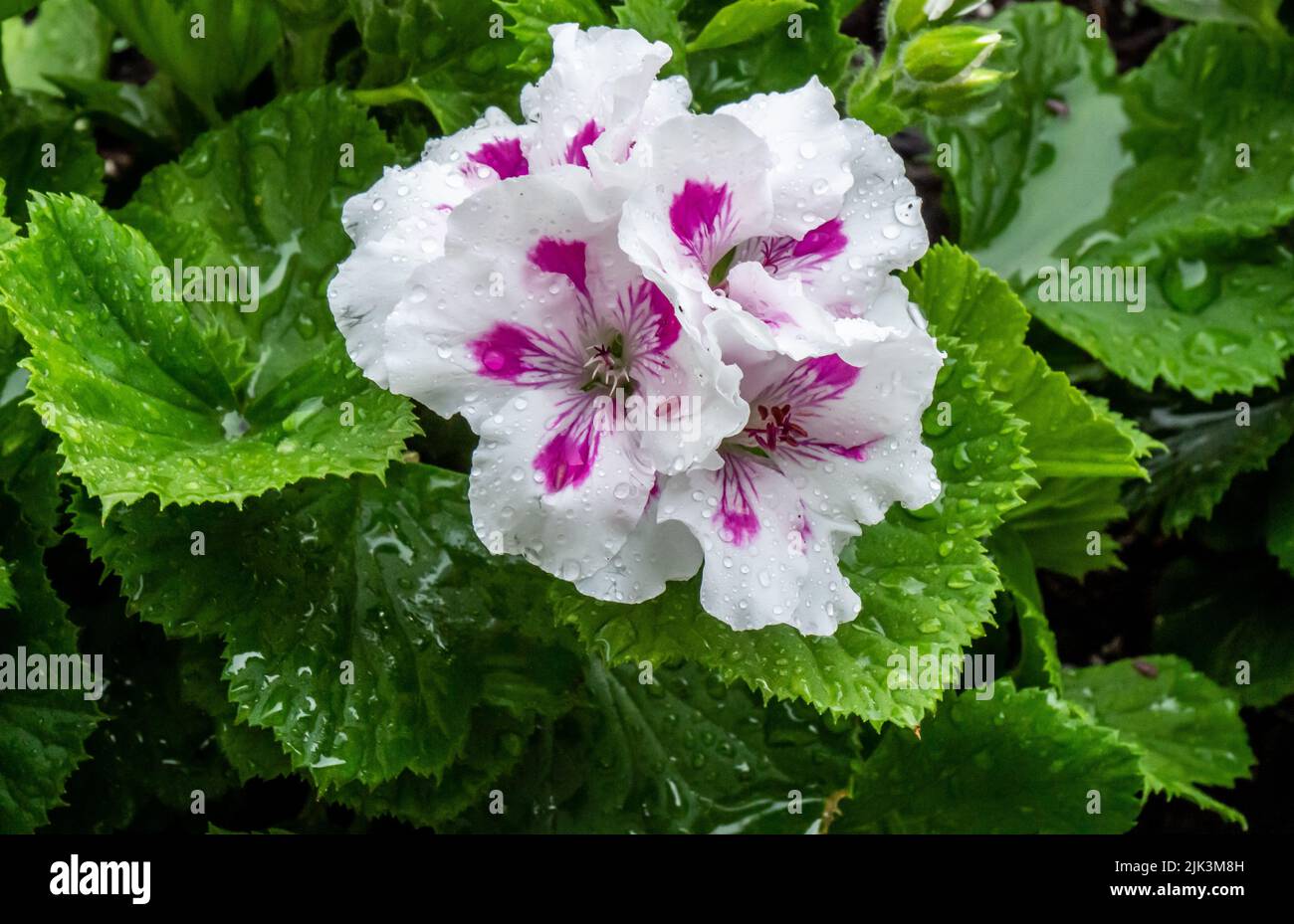 Royalty white geranium hi-res stock photography and images - Alamy