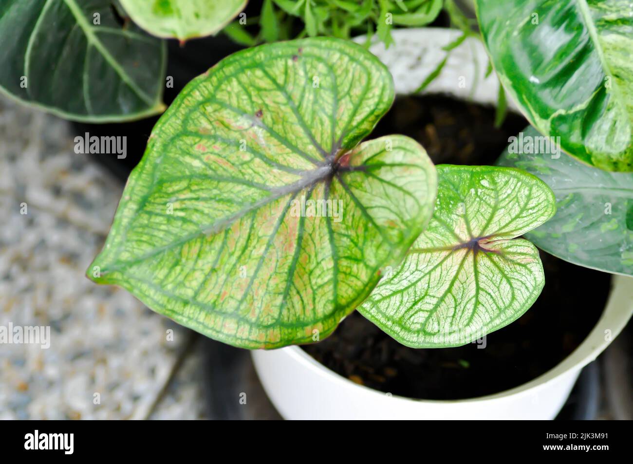 Caladium, Caladium Bicolor Vent or Caladium bicolor or caladium sp ...