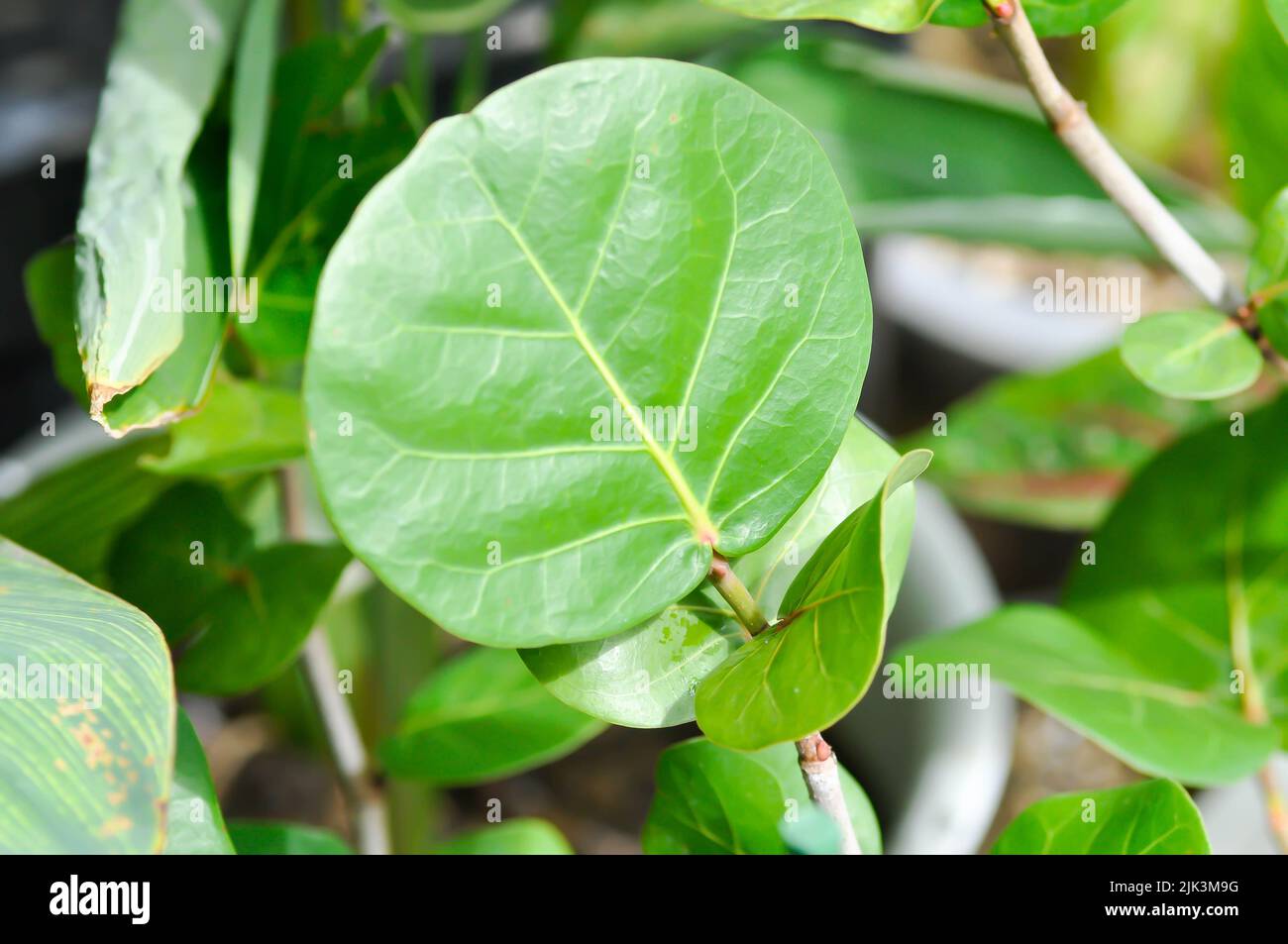 Coccoloba uvifera , Sea grape or POLYGONACEAE plant Stock Photo - Alamy