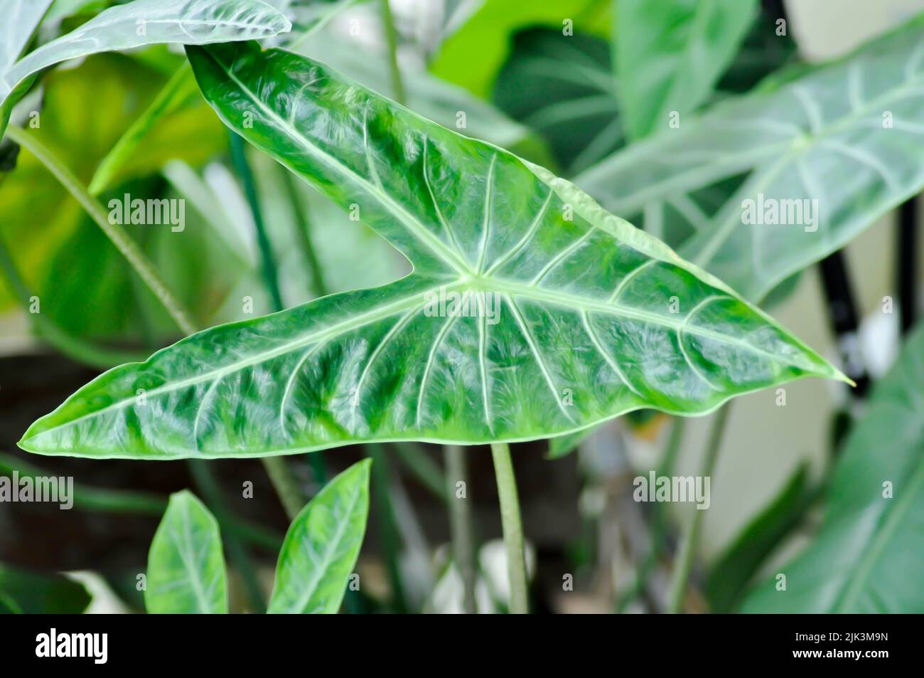 Alocasia longiloba miq, Alocasia longiloba or alocasia plant Stock ...