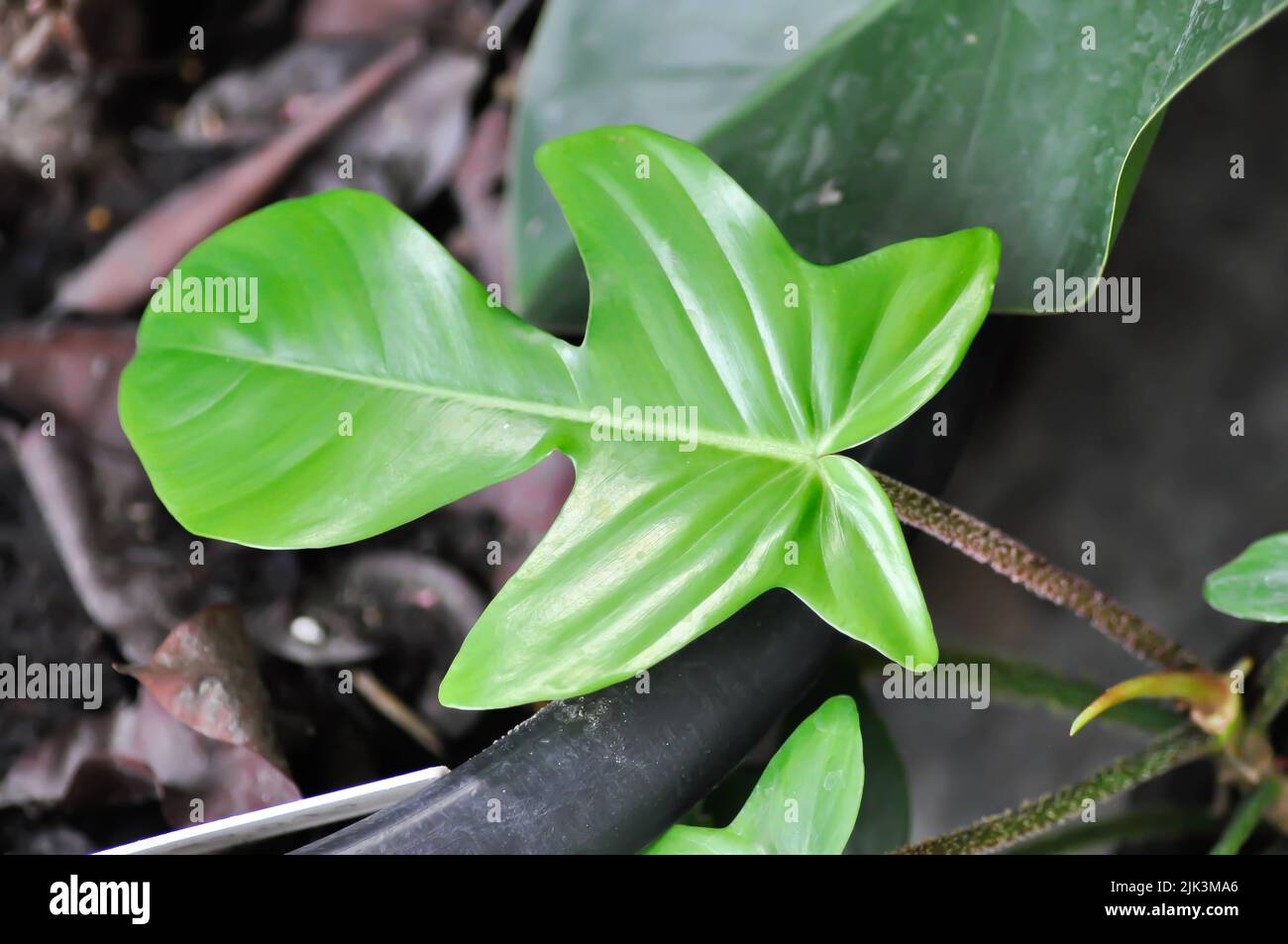 Philodendron pedatum, Philodendron or ARACEAE plant Stock Photo - Alamy