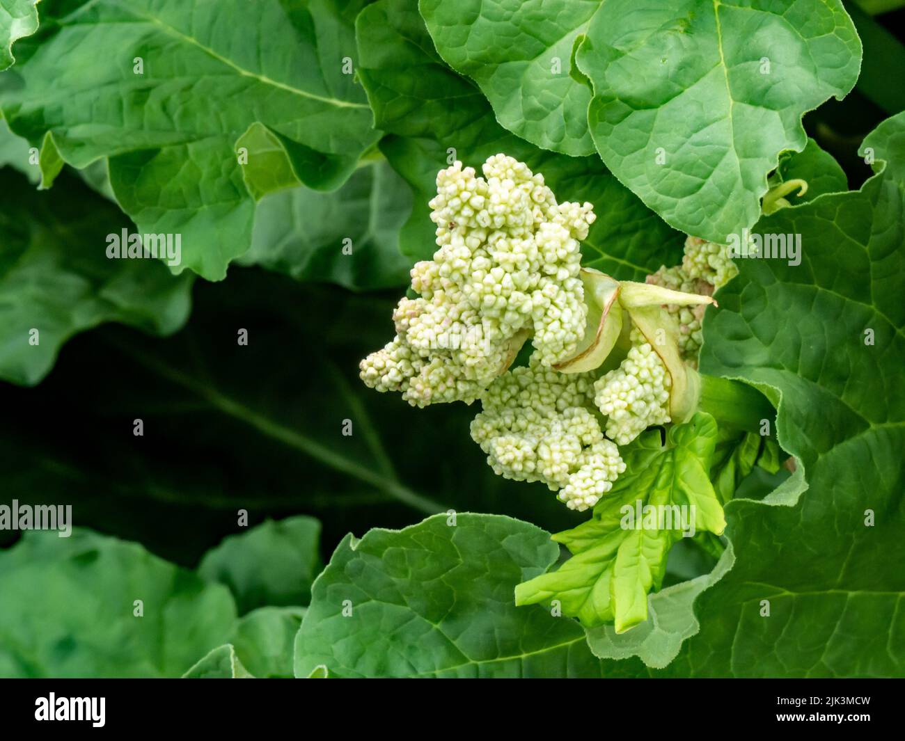 Close-up of the white flower buds on a rhubarb plant that is getting ...