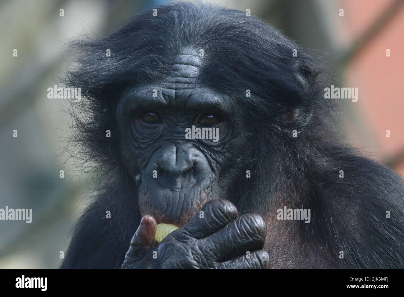 Adult Bonobo eating Stock Photo - Alamy