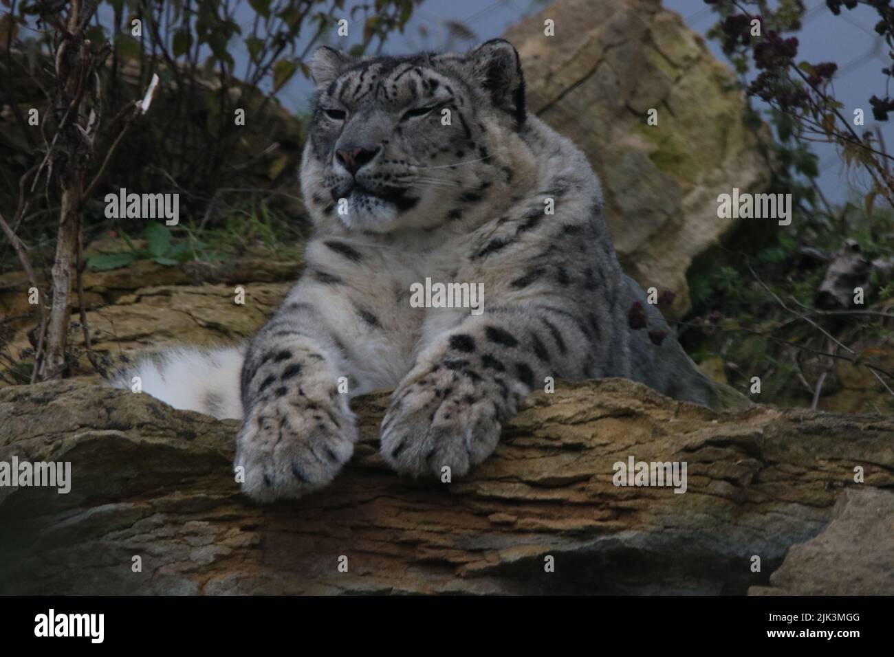 Snow leopard resting Stock Photo - Alamy
